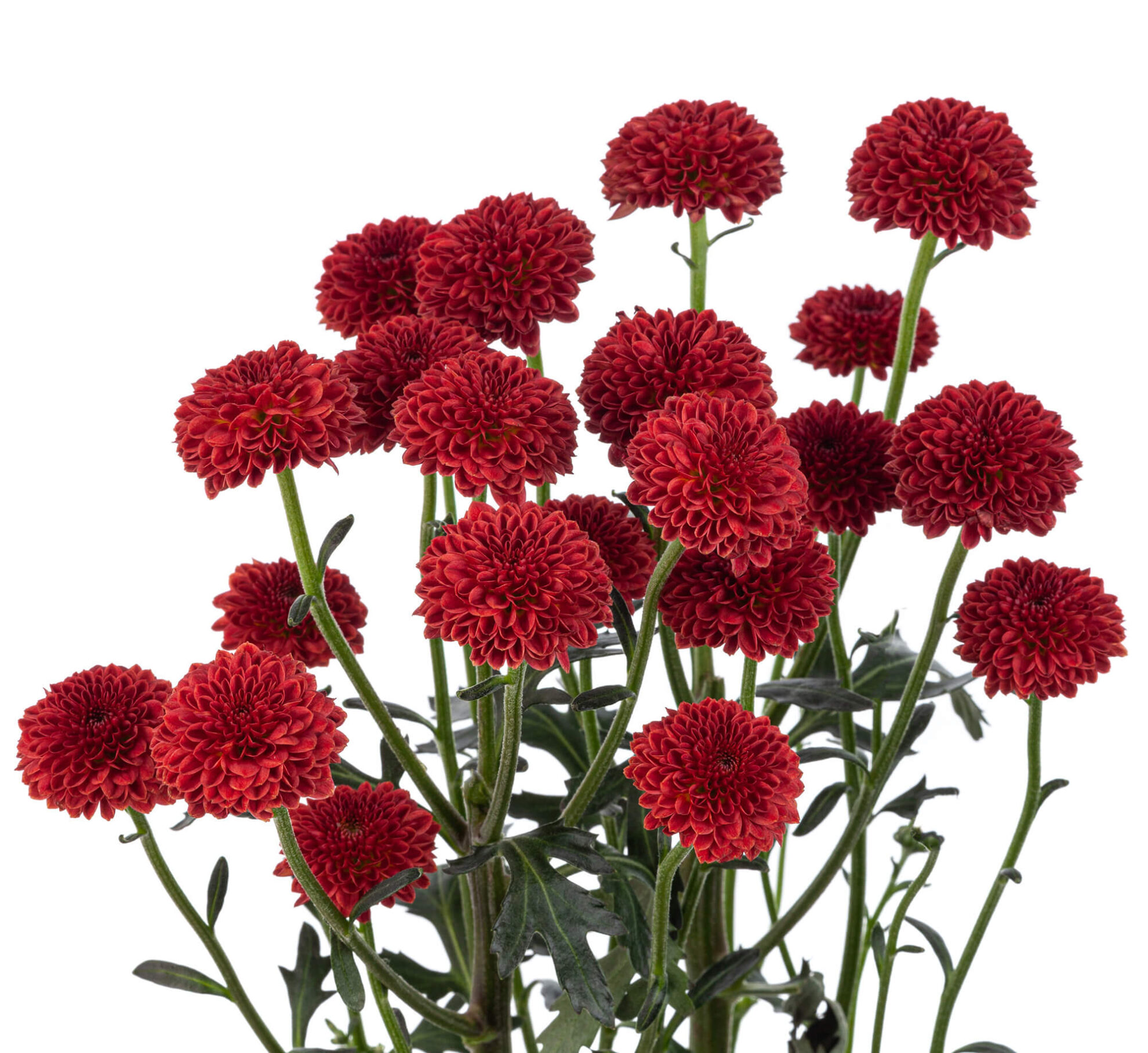 Micro Pompon Candy Crush Red – The Queen's Flowers