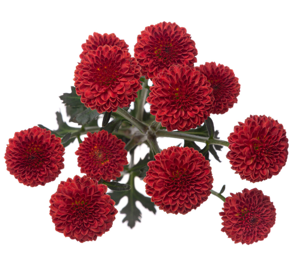 Micro Pompon Candy Crush Red – The Queen's Flowers
