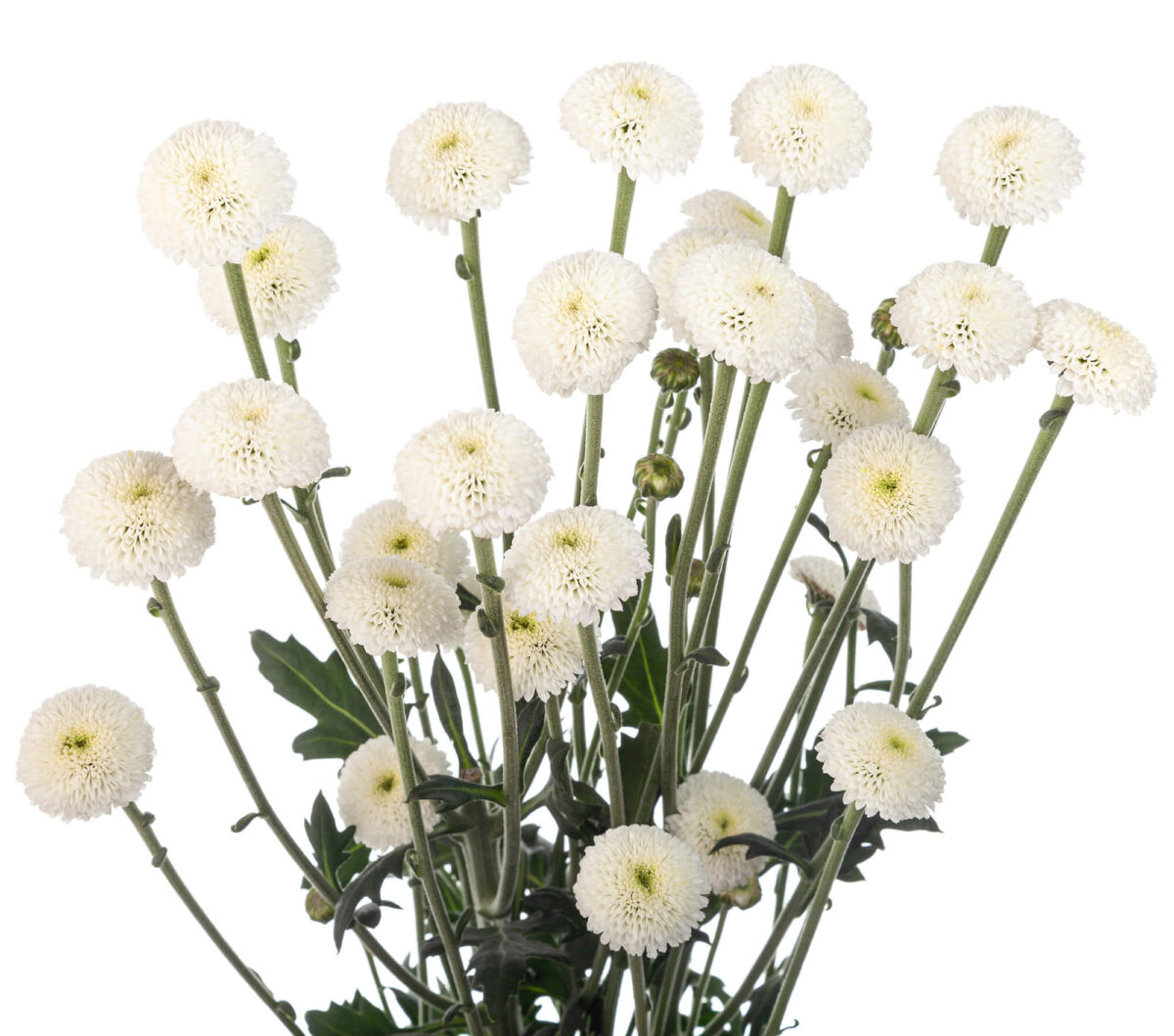 Micro Pompon Candy Crush White – The Queen's Flowers