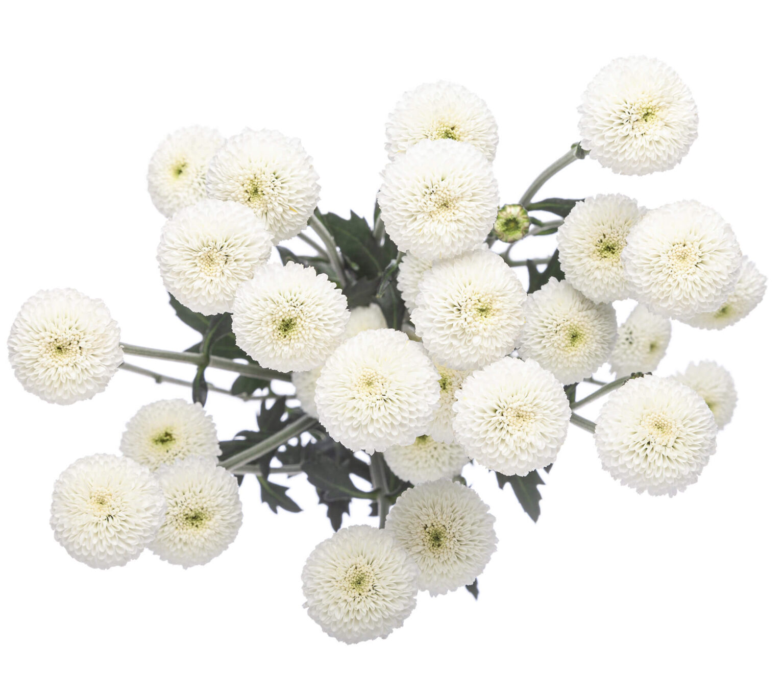 Micro Pompon Candy Crush White – The Queen's Flowers