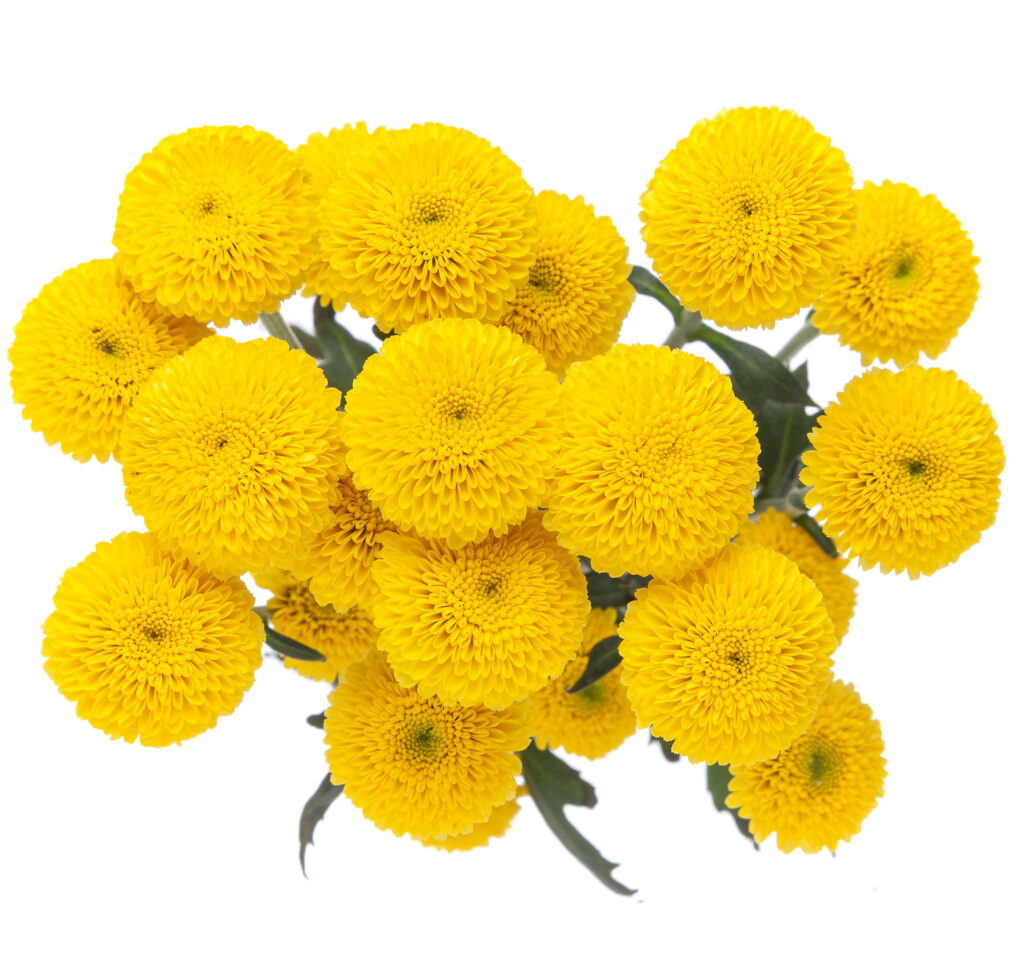 Micro Pompon Candy Crush Yellow – The Queen's Flowers