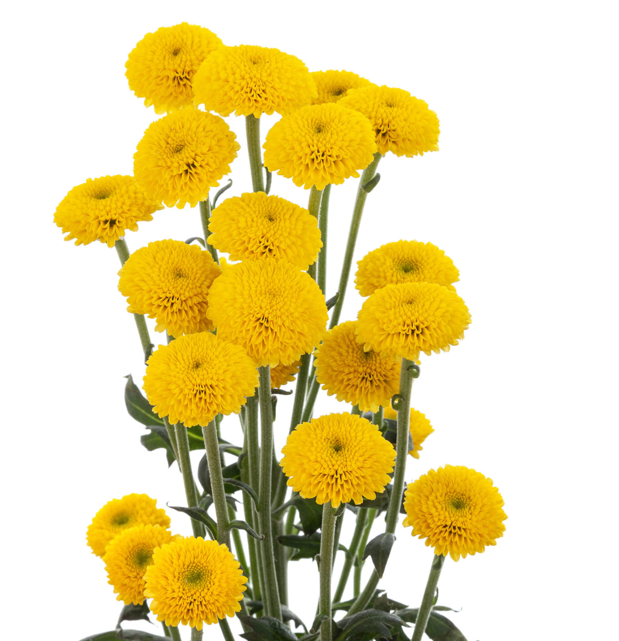 Micro Pompon Candy Crush Yellow – The Queen's Flowers