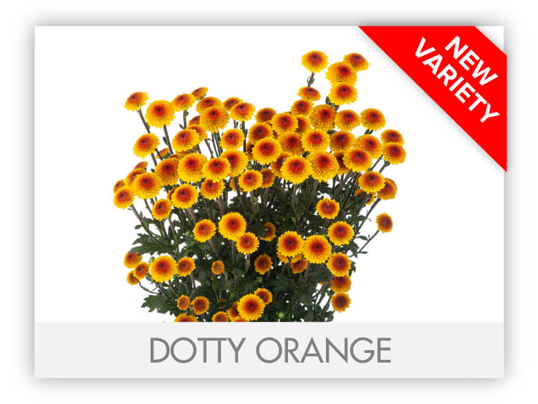 Micro Pompons | The Queen's Flowers