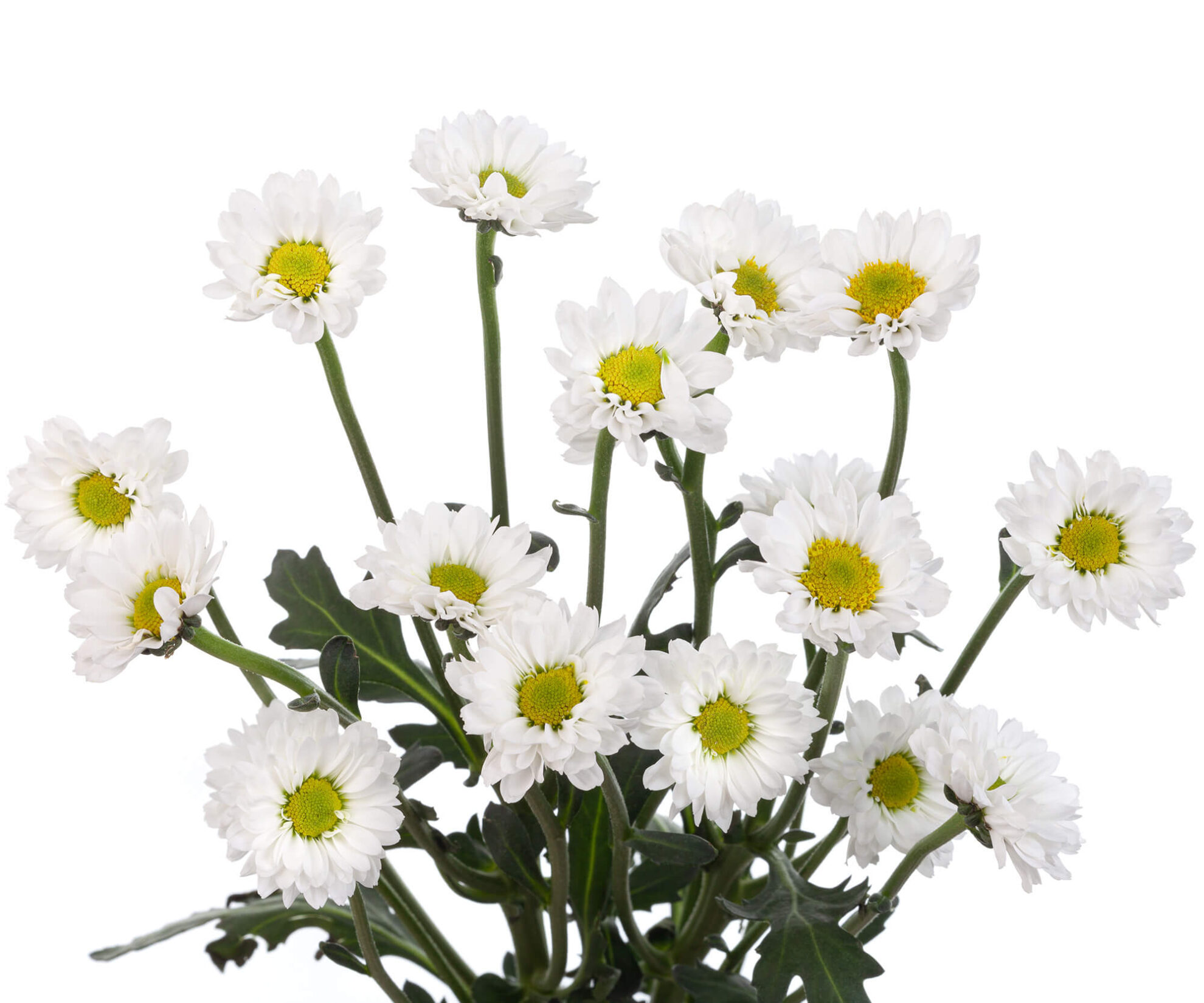Micro Pompon Katy – The Queen's Flowers