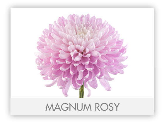 Super Mums – The Queen's Flowers