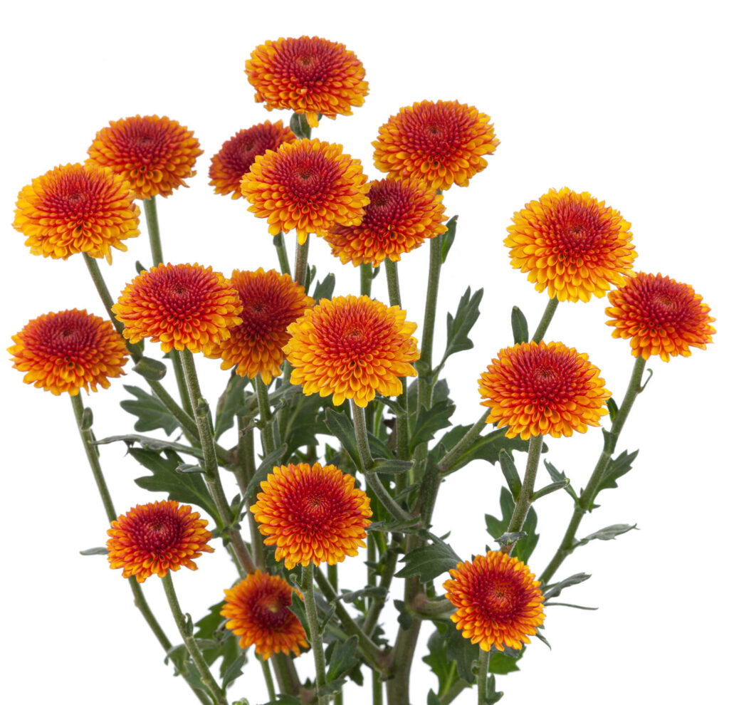 Micro Pompon Oro – The Queen's Flowers