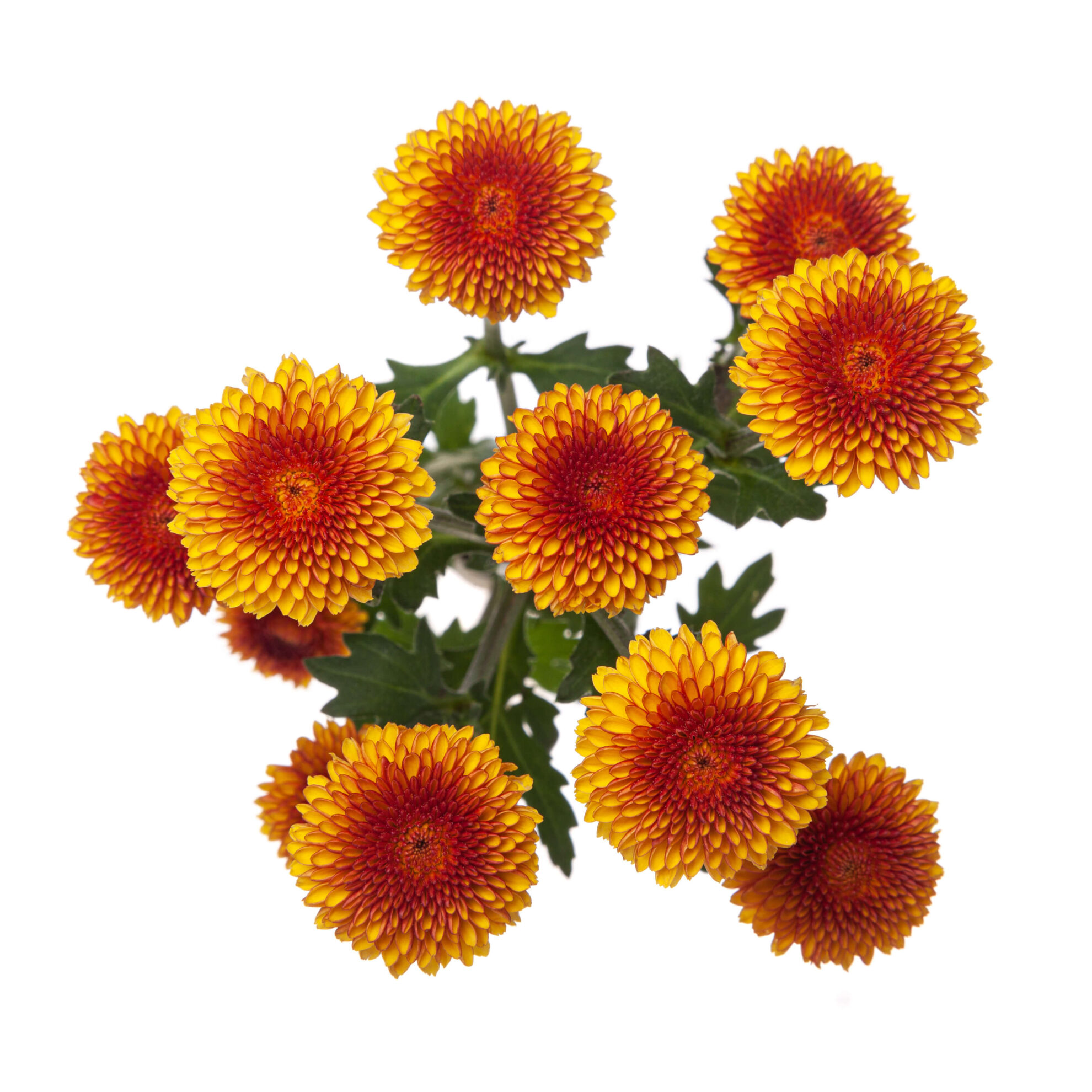 Micro Pompon Oro – The Queen's Flowers