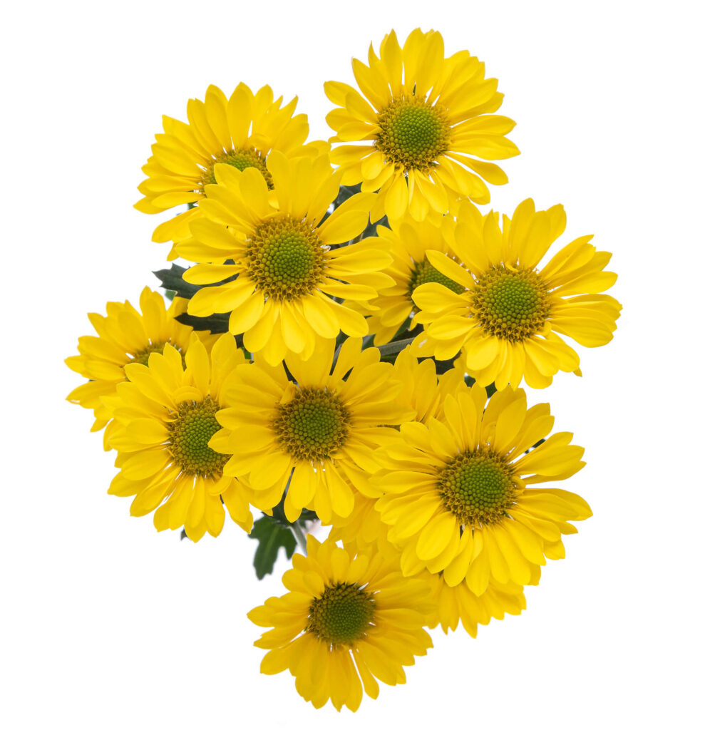 Micro Pompon Superb – The Queen's Flowers