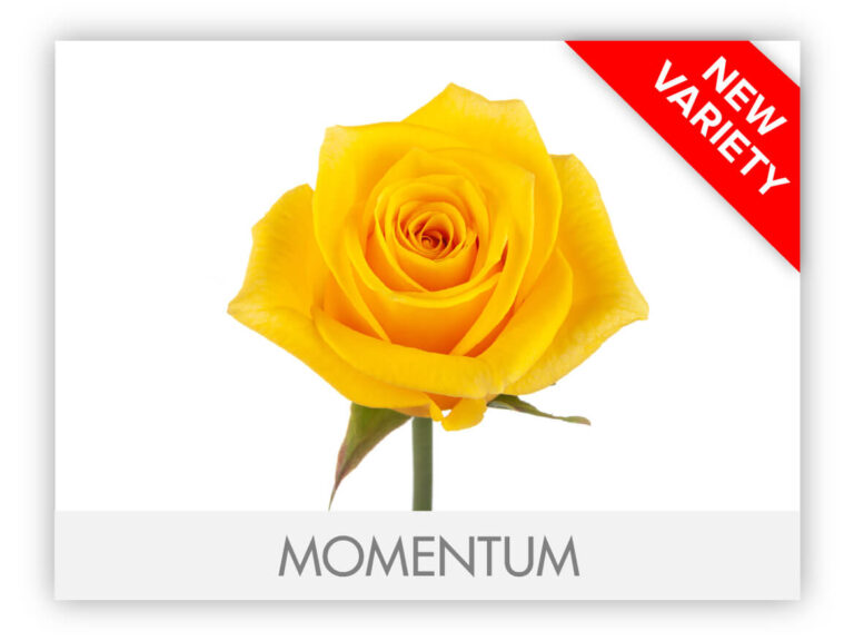 Colombian Roses – The Queen's Flowers