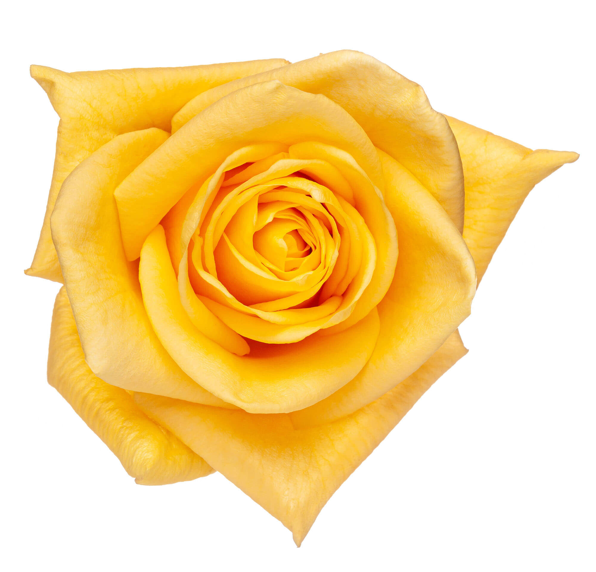 Rose Golden State | The Queen's Flowers