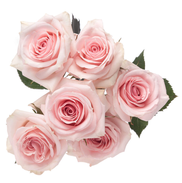 Spray Rose Starblush – The Queen's Flowers