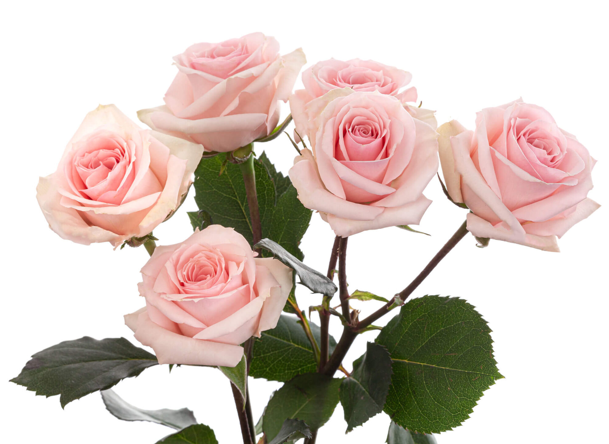 Spray Rose Starblush – The Queen's Flowers