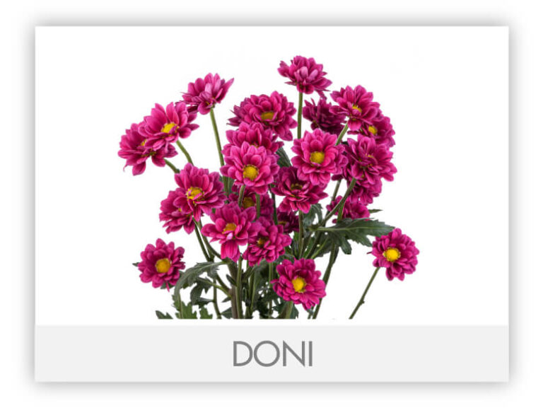 Micro Pompons – The Queen's Flowers