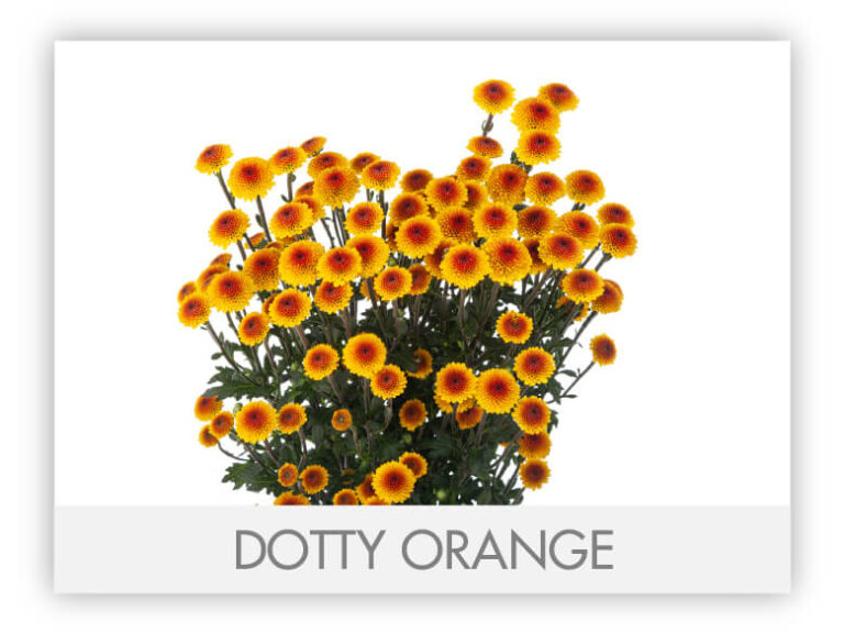 Micro Pompons – The Queen's Flowers
