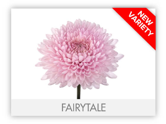 Cremons – The Queen's Flowers