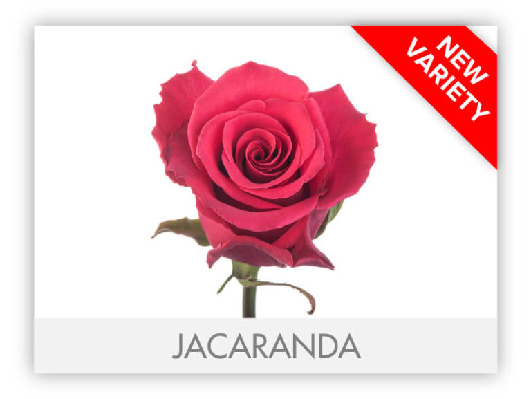 Colombian Roses – The Queen's Flowers