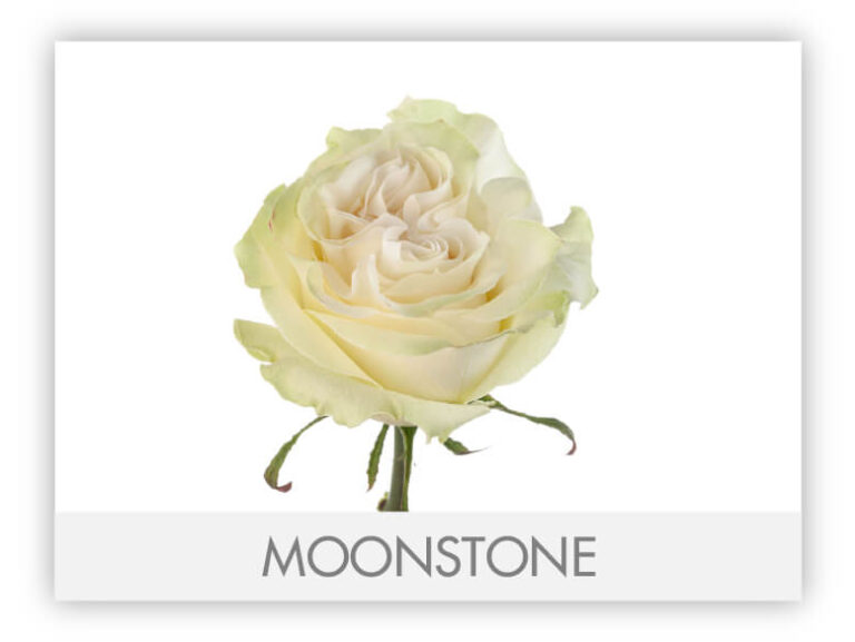 Ah! Maze Roses – The Queen's Flowers