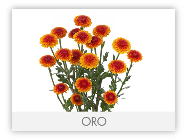 Micro Pompons – The Queen's Flowers