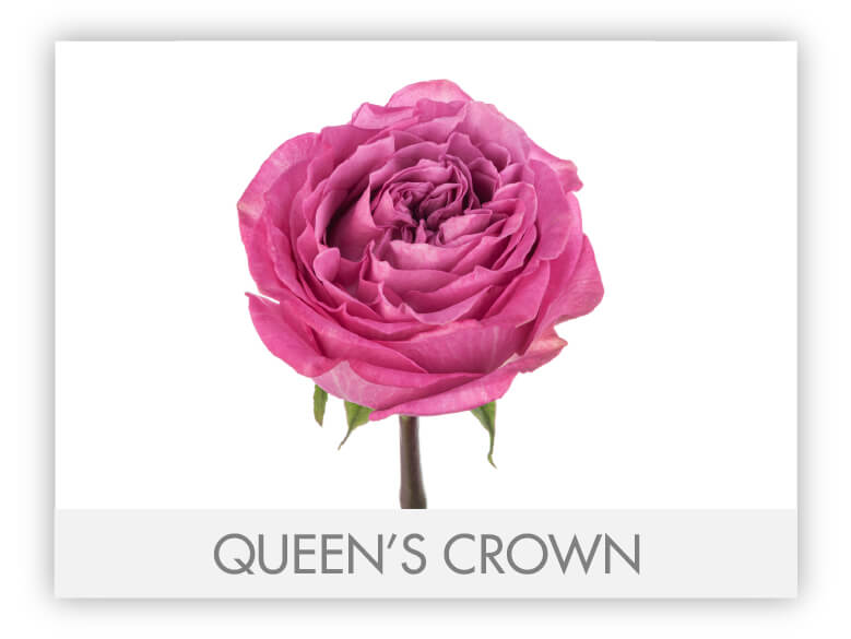 Ah! Maze Roses – The Queen's Flowers