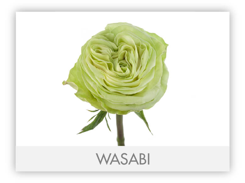 Ah! Maze Roses – The Queen's Flowers