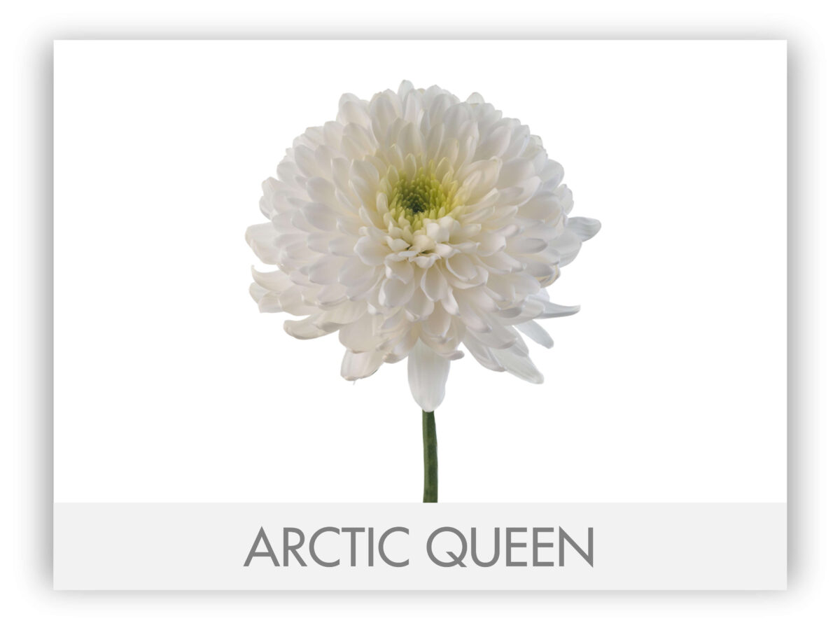 Cremons – The Queen's Flowers