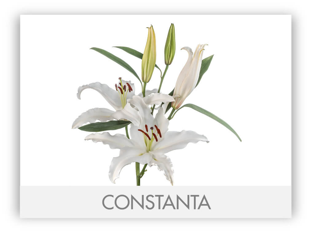 Oriental Lily – The Queen's Flowers