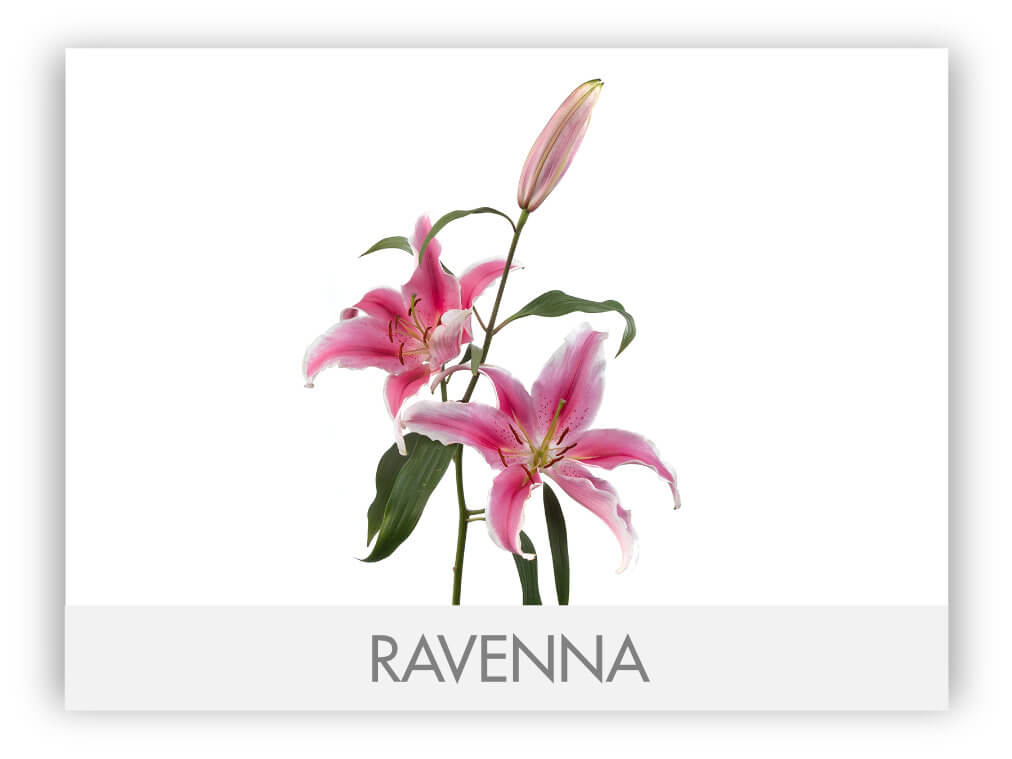 Oriental Lily – The Queen's Flowers