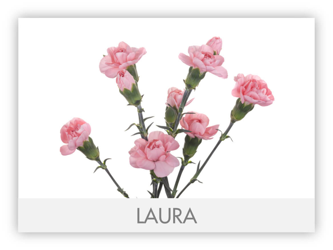 Mini Carnations – The Queen's Flowers