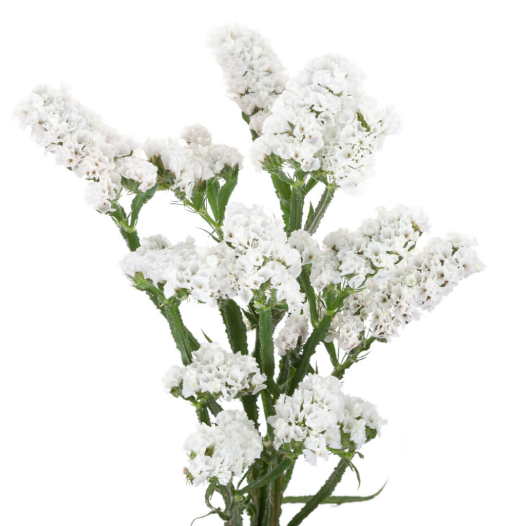 White Statice – The Queen's Flowers