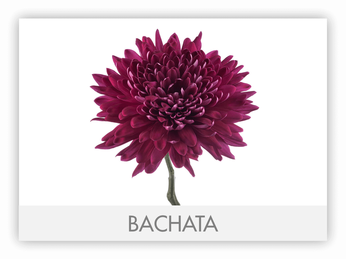 Cremons – The Queen's Flowers