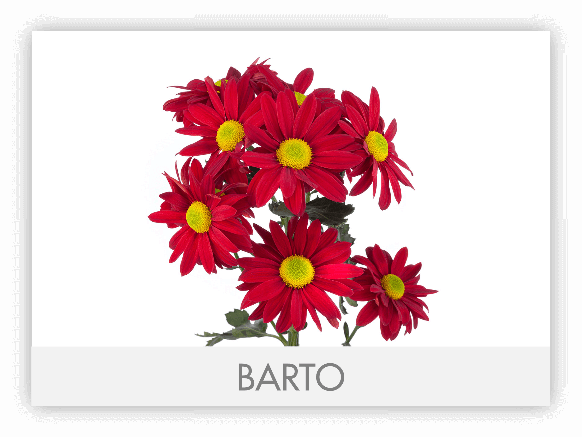 Pompons Daisy – The Queen's Flowers