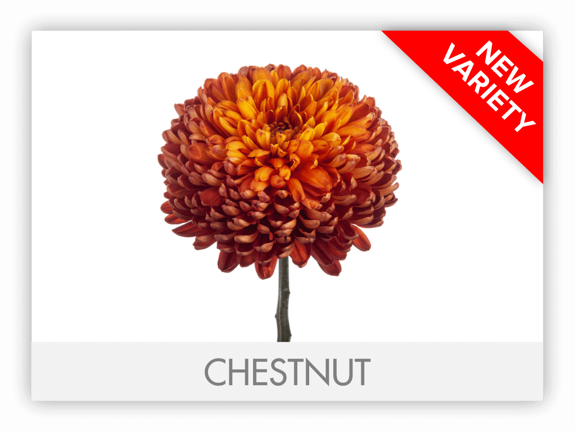 Cremons – The Queen's Flowers