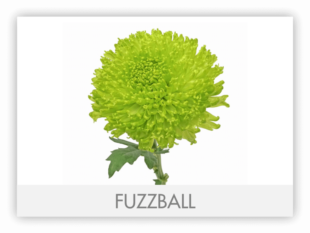 Cremons – The Queen's Flowers