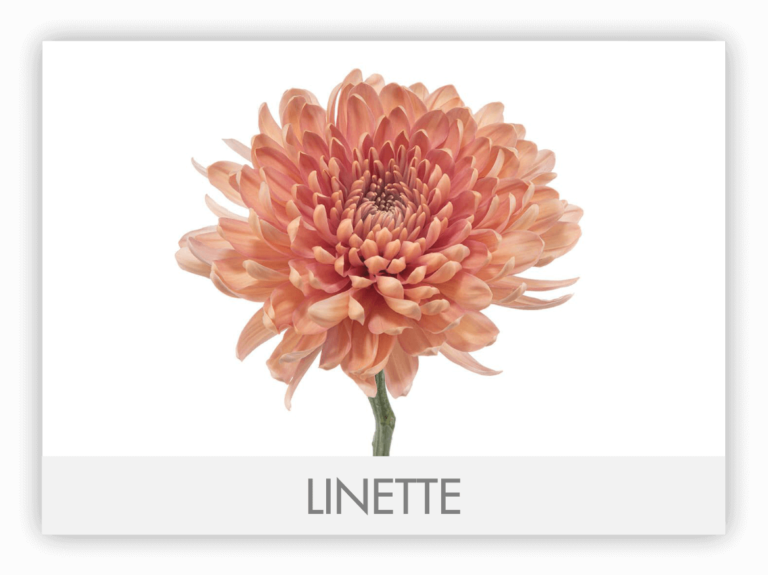 Cremons – The Queen's Flowers