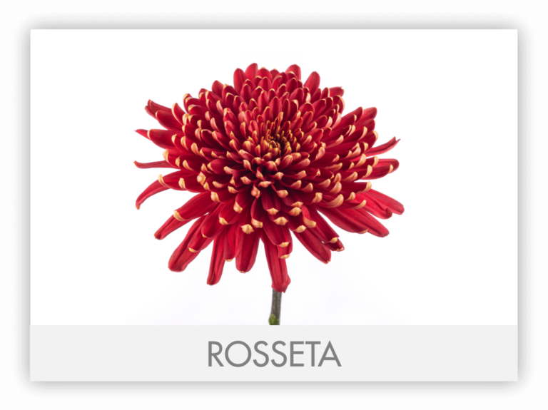 Cremons – The Queen's Flowers