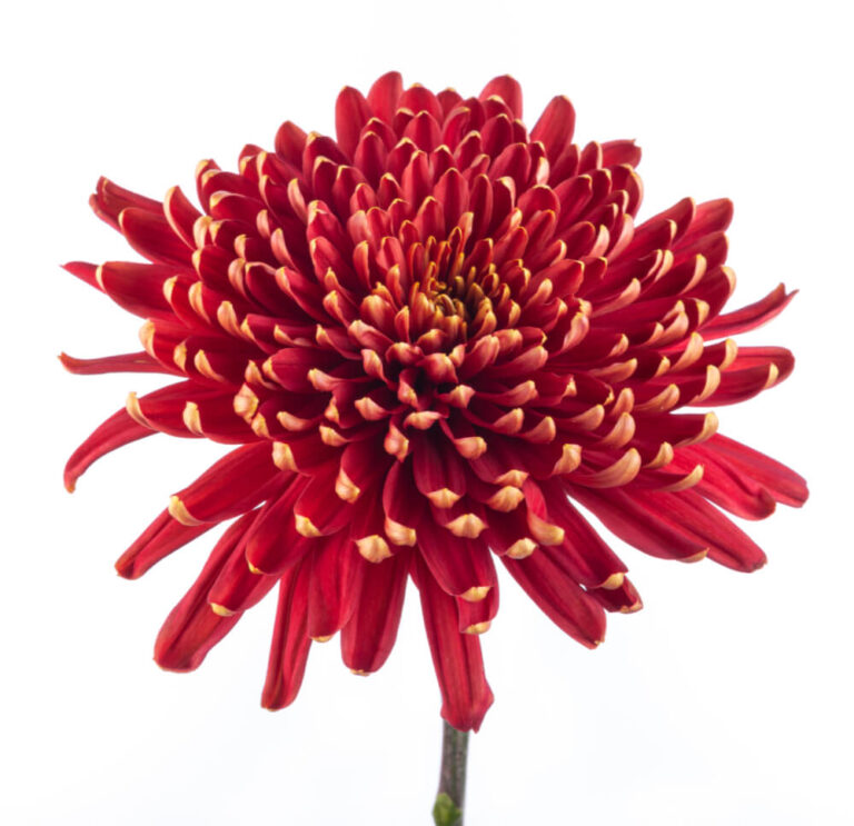 Cremon Rosseta – The Queen's Flowers