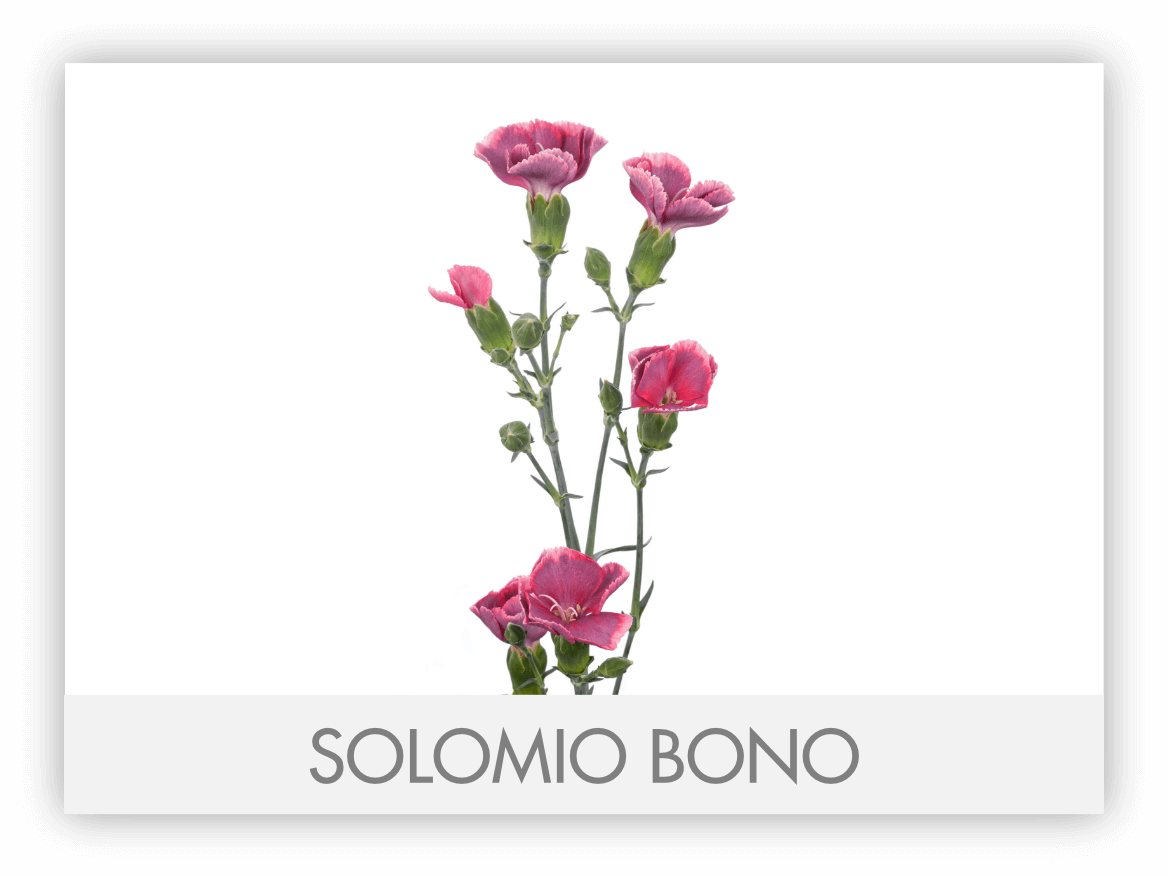 Sparkz Gallery – The Queen's Flowers