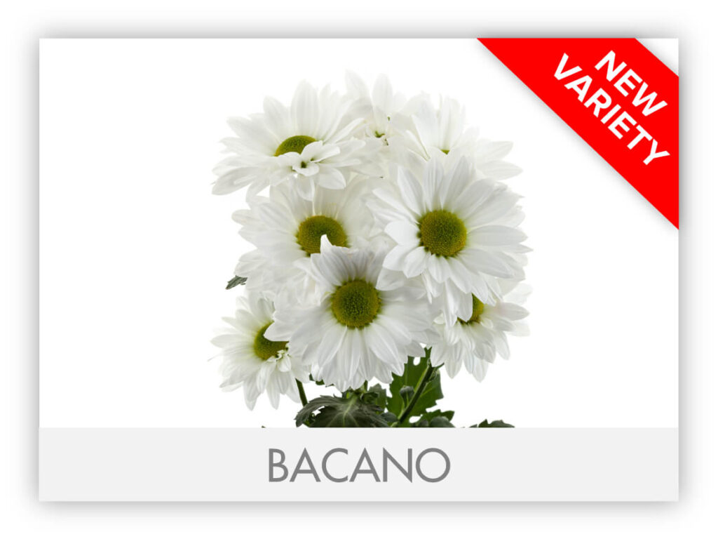 Pompons Daisy – The Queen's Flowers