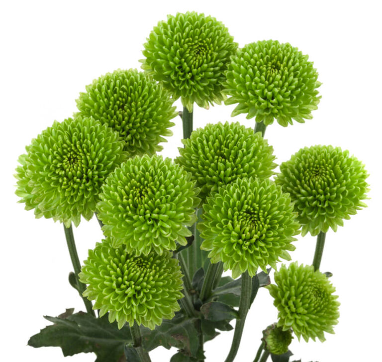 Pompon Botani – The Queen's Flowers