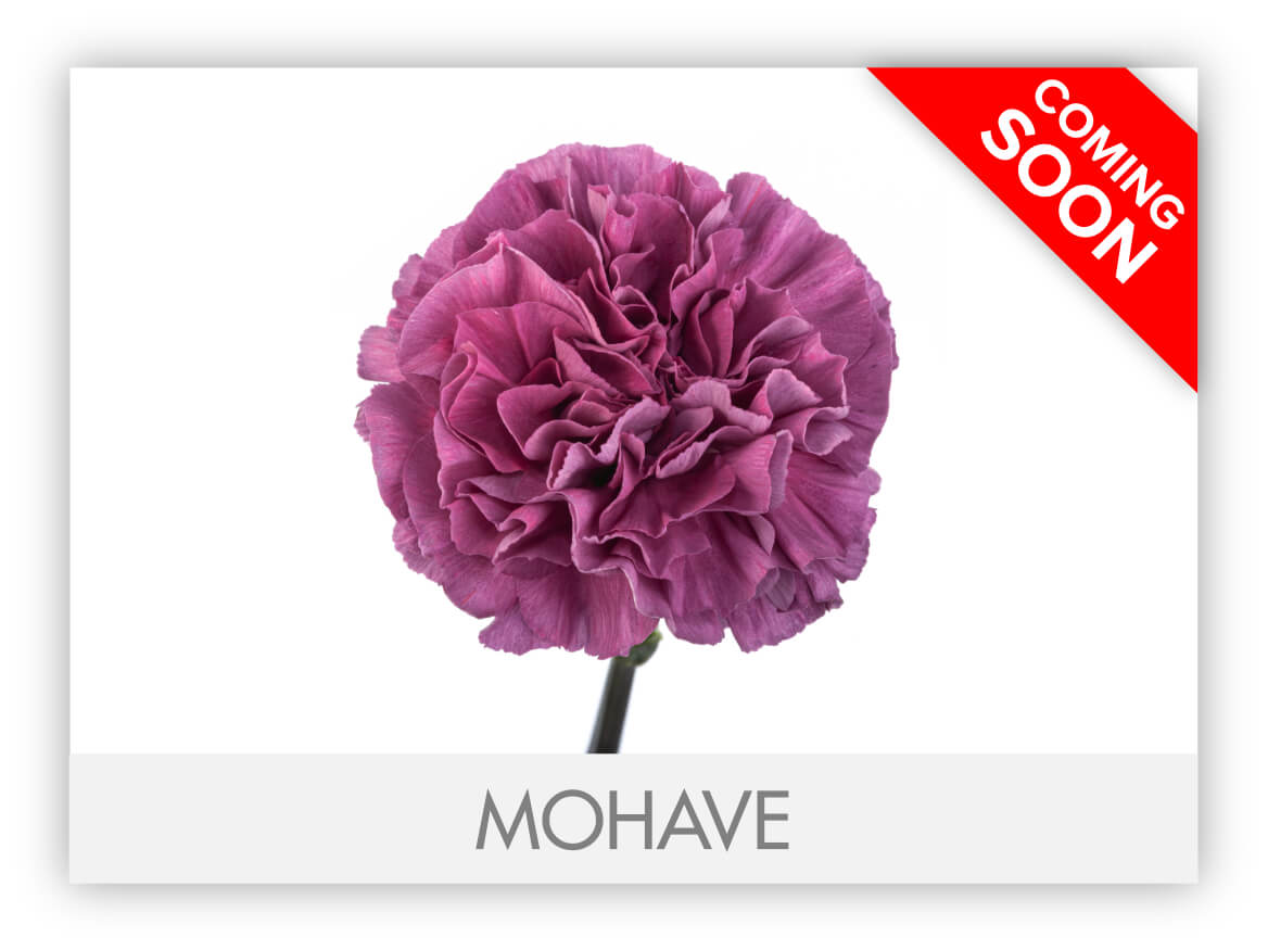 Carnations – The Queen's Flowers