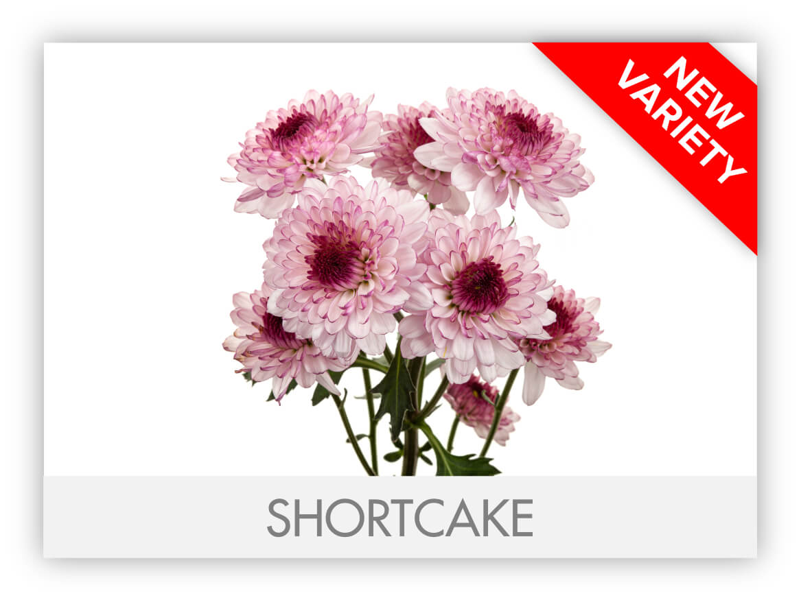 Pompon Novelty – The Queen's Flowers