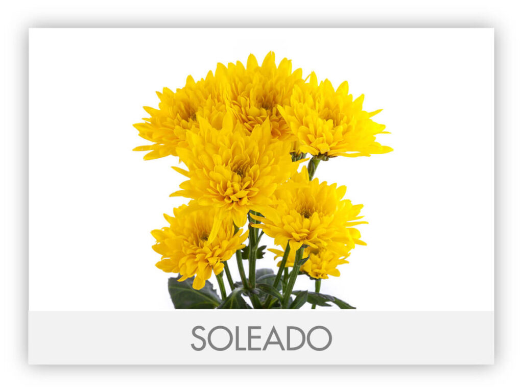 Pompons Cushion – The Queen's Flowers