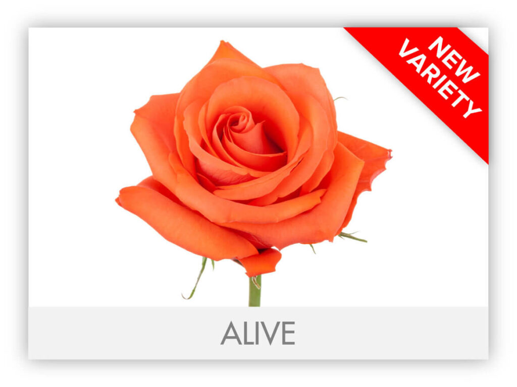 Colombian Roses – The Queen's Flowers