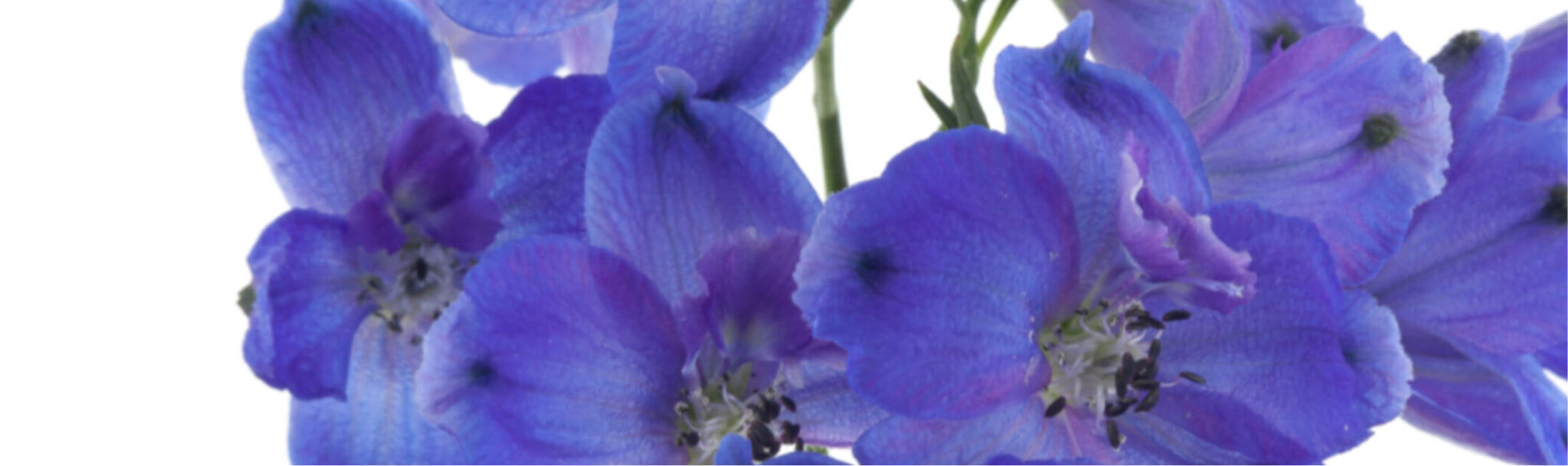 Delphinium Gallery – The Queen's Flowers