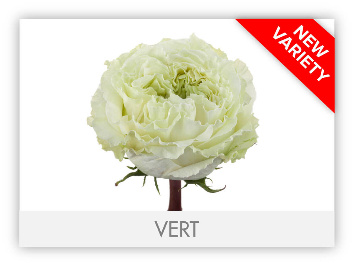 Ah! Maze Roses – The Queen's Flowers