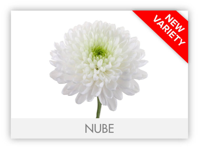 Cremons – The Queen's Flowers