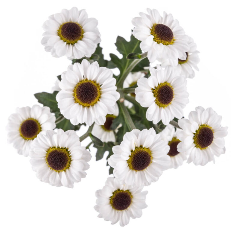 Micro Pompon Whynot – The Queen's Flowers