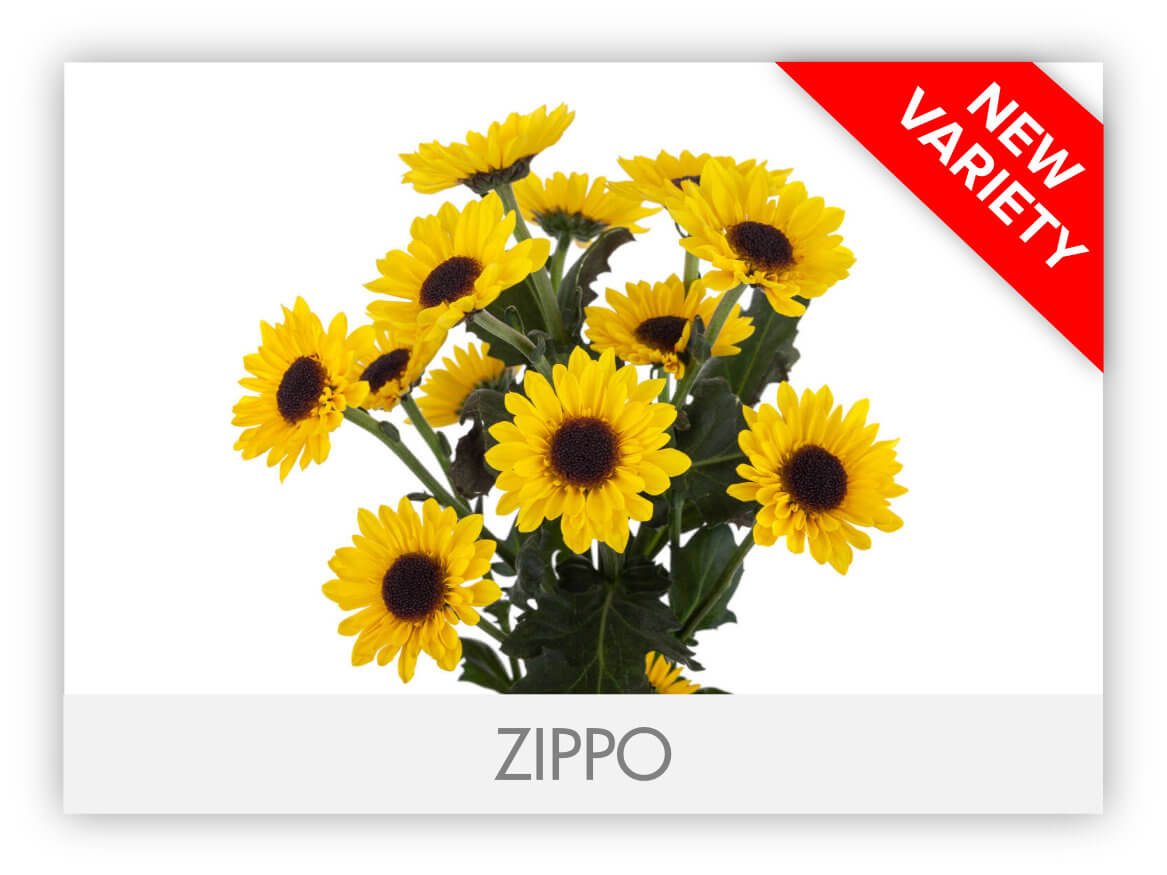 Pompon Novelty – The Queen's Flowers