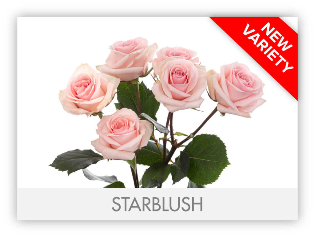 Spray Roses – The Queen's Flowers