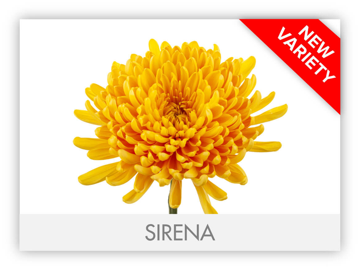 Super Mums – The Queen's Flowers